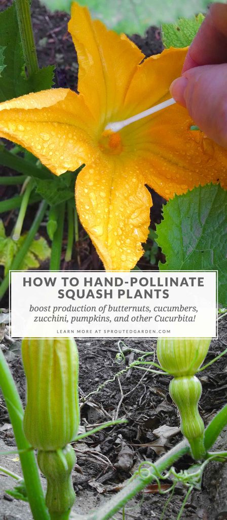 How to Hand Pollinate Squash - SproutedGarden.com