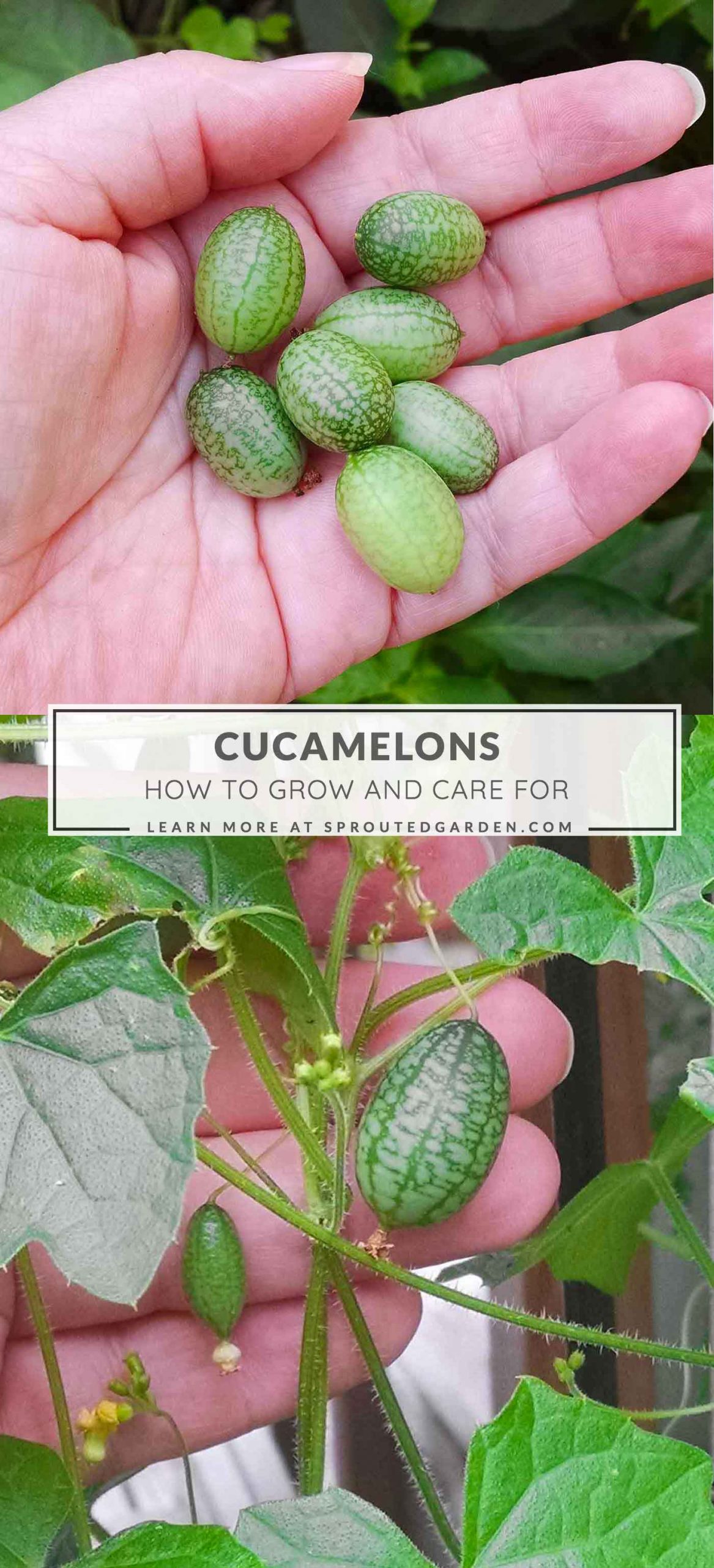 Cucamelons: How to Plant & Grow | Mexican Sour Gherkin - SproutedGarden.com