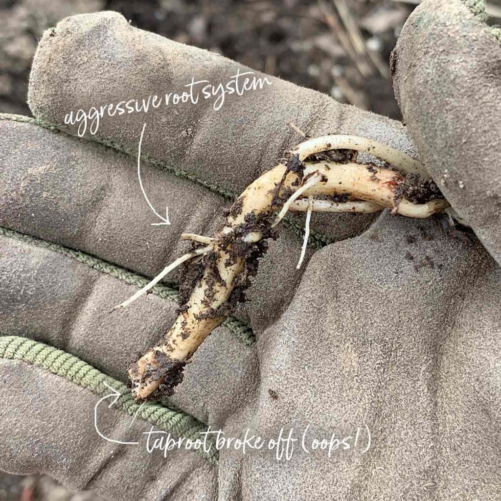 How to Get Rid of Thistle Organically - SproutedGarden.com