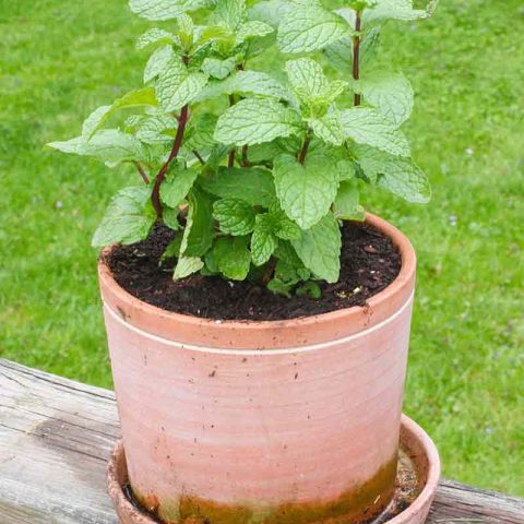 How to Transplant Mint - Growing Mint in Pots - SproutedGarden.com