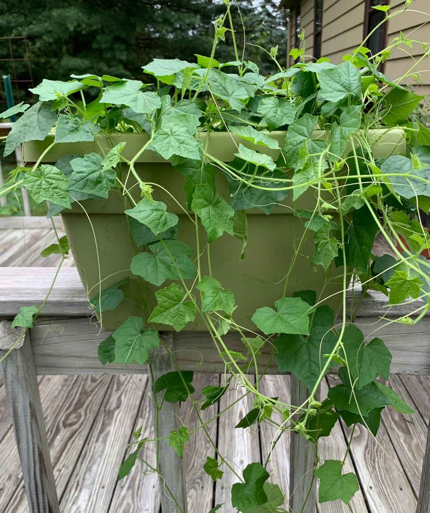 Cucamelons: How to Plant & Grow | Mexican Sour Gherkin - SproutedGarden.com