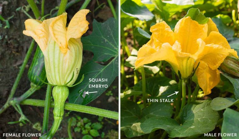 How to Hand Pollinate Squash - SproutedGarden.com