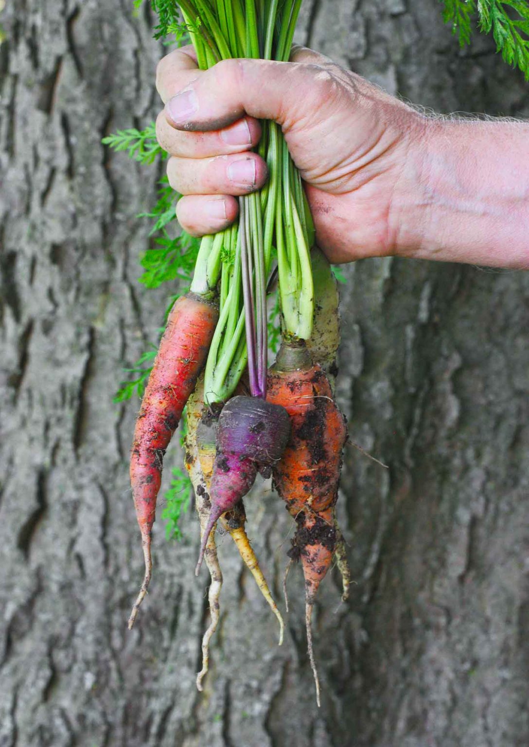 The Secret Lives of Carrots - SproutedGarden.com