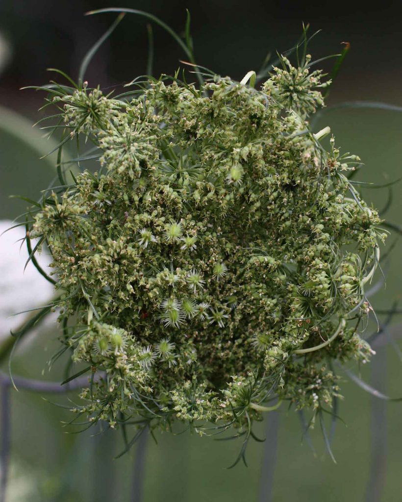 The Secret Lives of Carrots - SproutedGarden.com