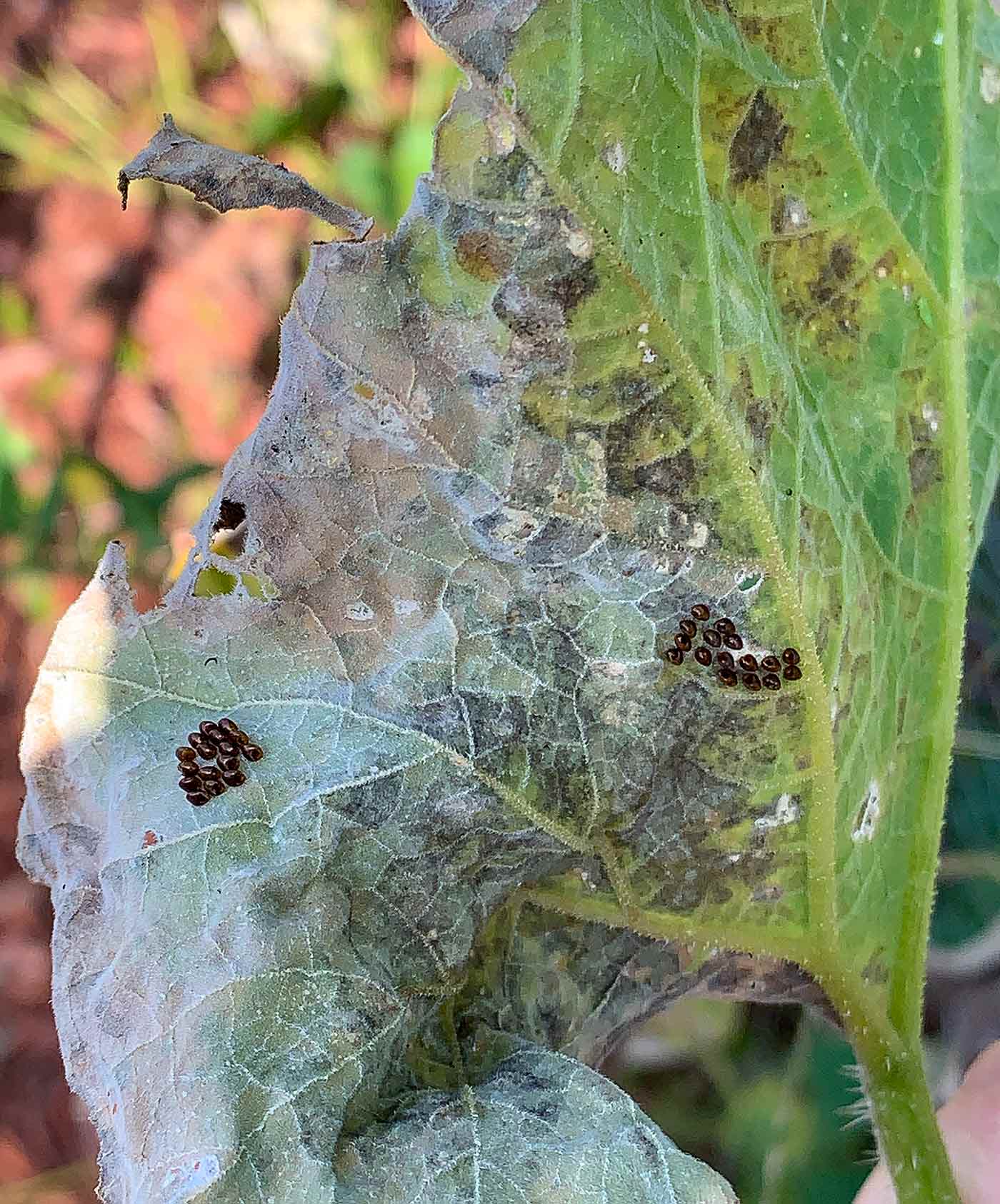 Honeynut Squash: How to Plant and Grow - SproutedGarden.com
