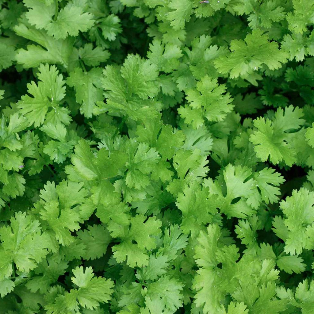 Cilantro: How to Plant & Grow - SproutedGarden.com