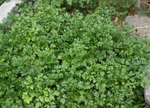 Cilantro: How to Plant & Grow - SproutedGarden.com