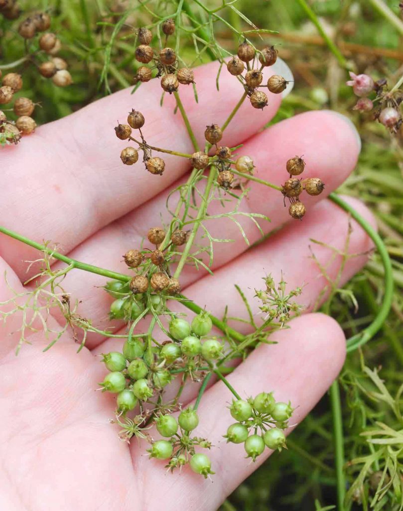Cilantro: How to Plant & Grow - SproutedGarden.com