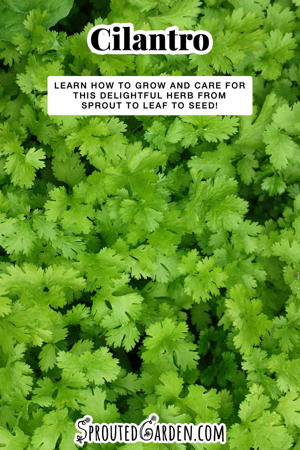 Cilantro: How to Plant & Grow - SproutedGarden.com