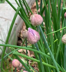 Chives: How to Plant & Grow - SproutedGarden.com