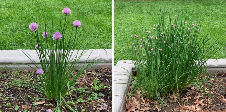 Chives: How to Plant & Grow - SproutedGarden.com