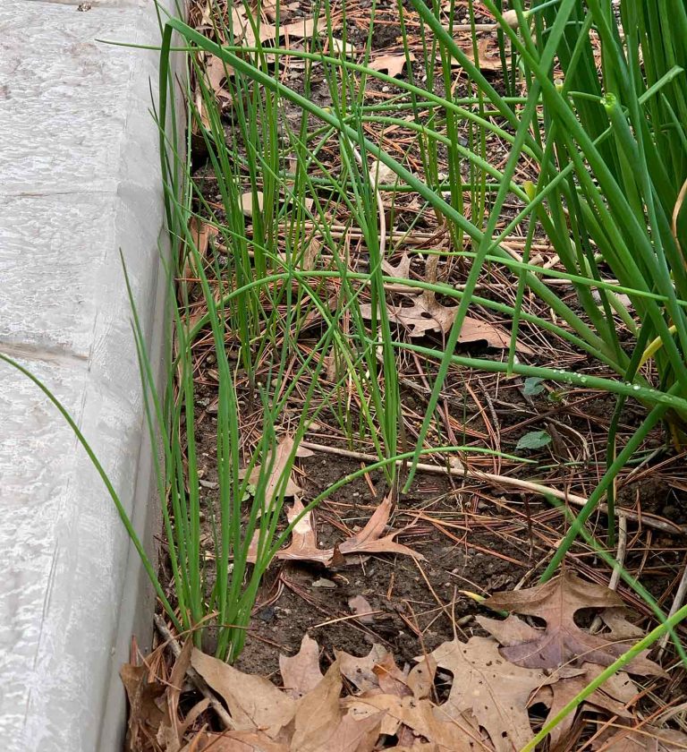 Chives: How to Plant & Grow - SproutedGarden.com