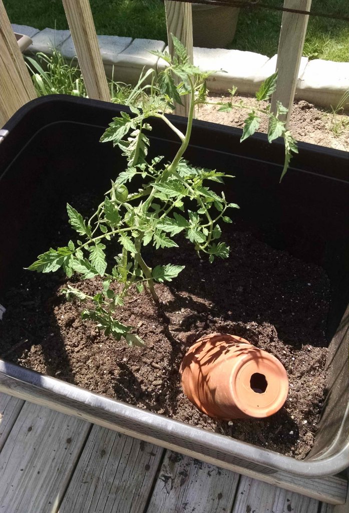 How to Make DIY Olla Pots - SproutedGarden.com
