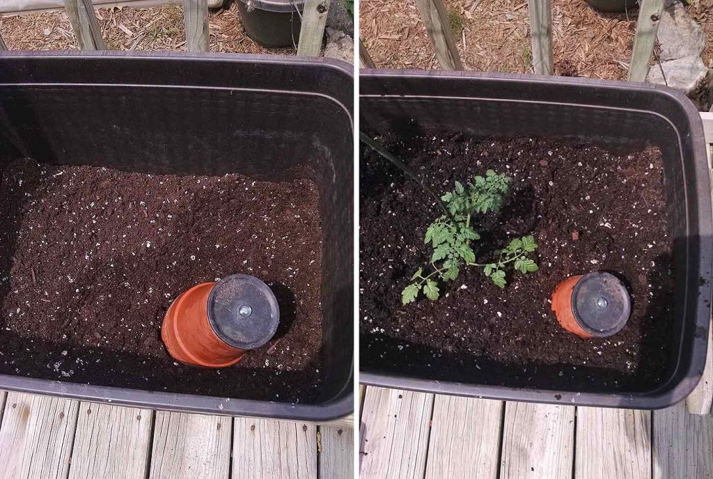 How to Make DIY Olla Pots - SproutedGarden.com