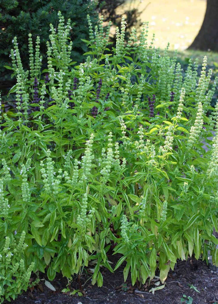 10 Varieties of Basil to Grow in Your Home Garden - SproutedGarden.com