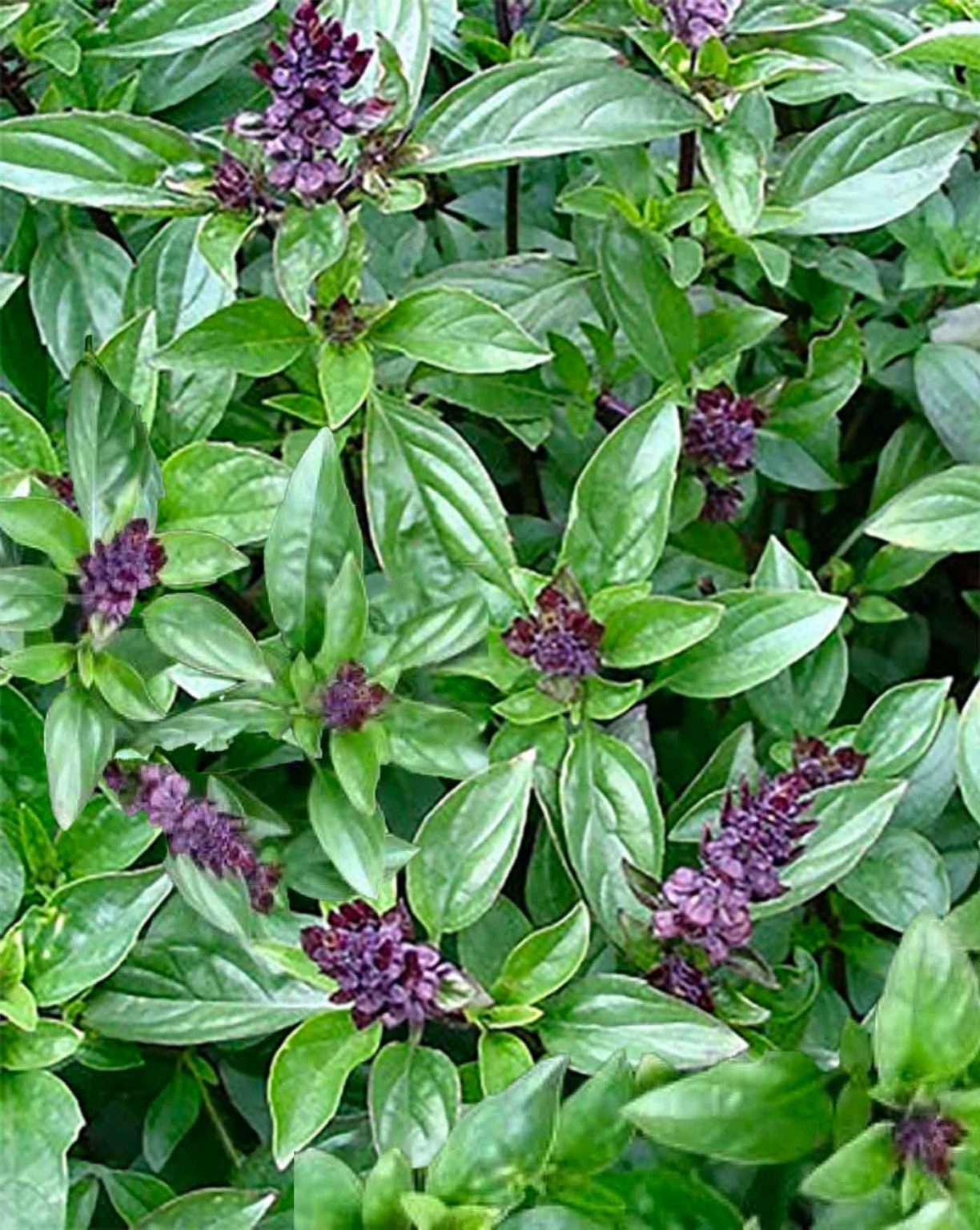 10 Varieties of Basil to Grow in Your Home Garden - SproutedGarden.com