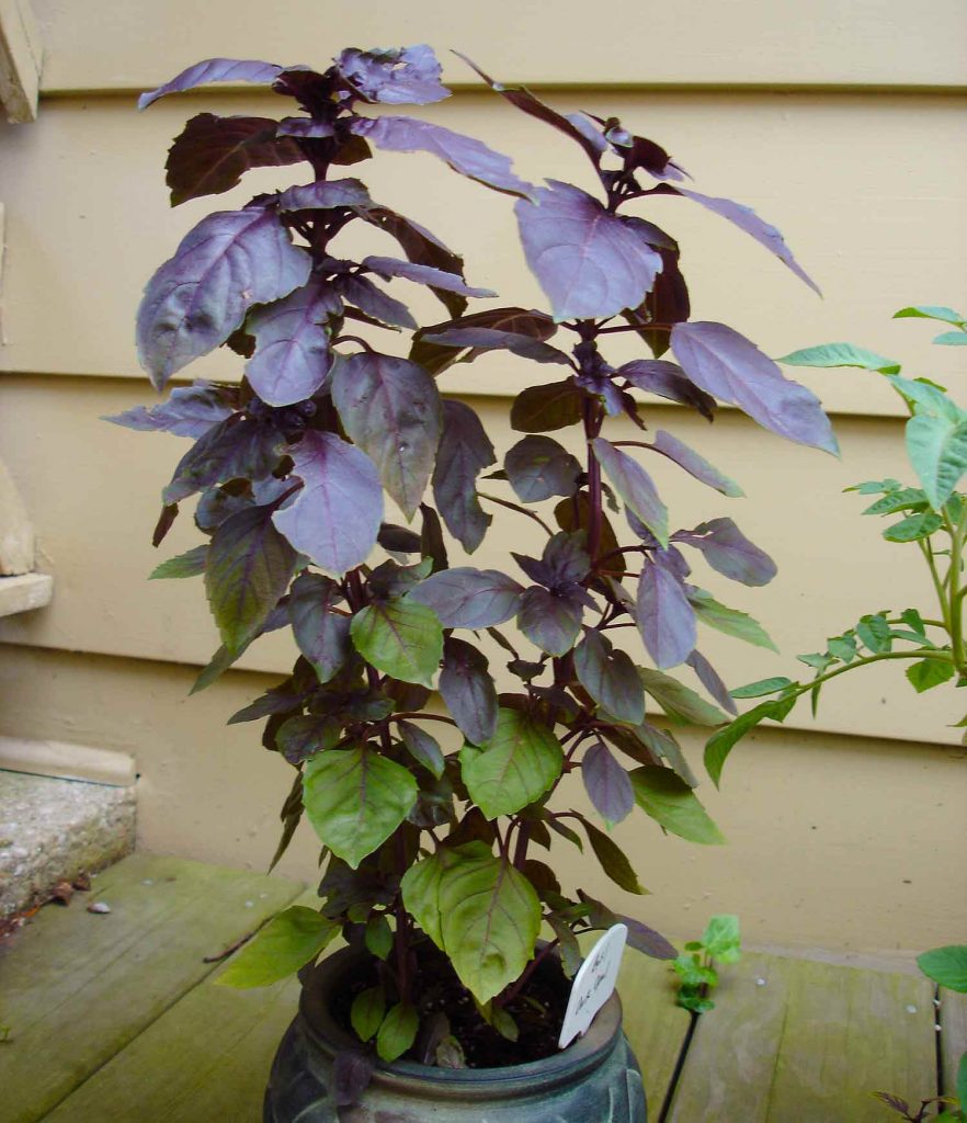 10 Varieties of Basil to Grow in Your Home Garden - SproutedGarden.com