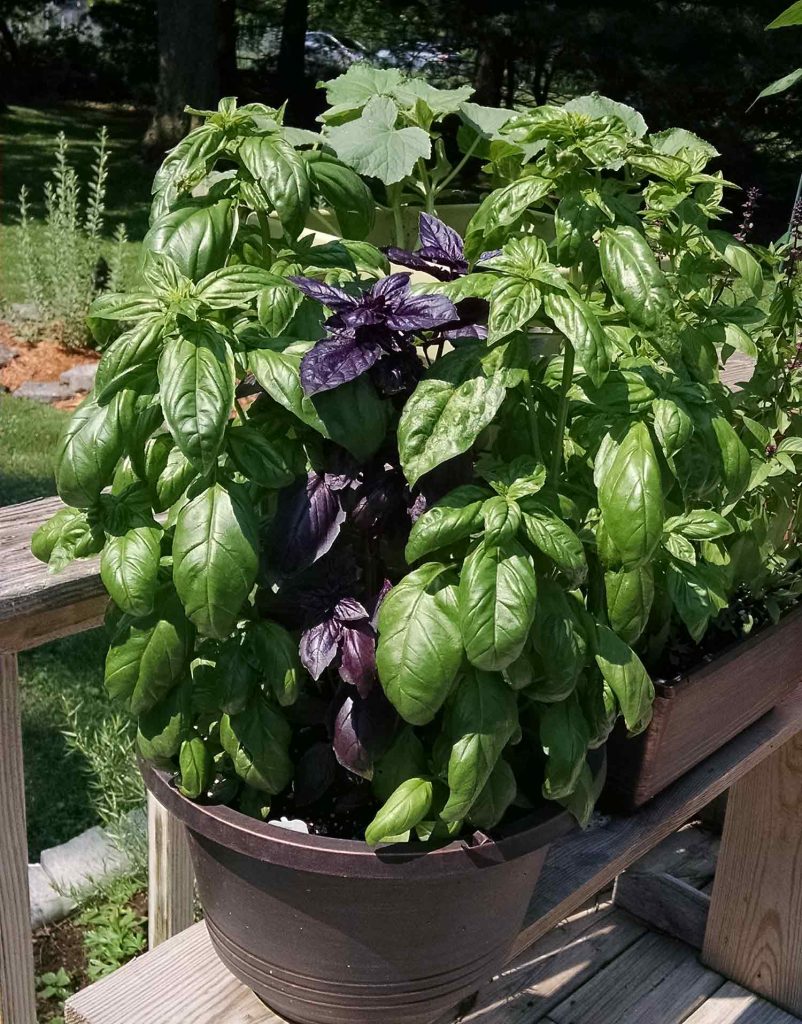 10 Varieties of Basil to Grow in Your Home Garden - SproutedGarden.com