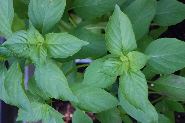 10 Varieties of Basil to Grow in Your Home Garden - SproutedGarden.com