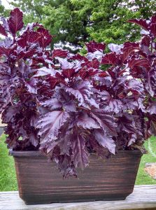 10 Varieties of Basil to Grow in Your Home Garden - SproutedGarden.com