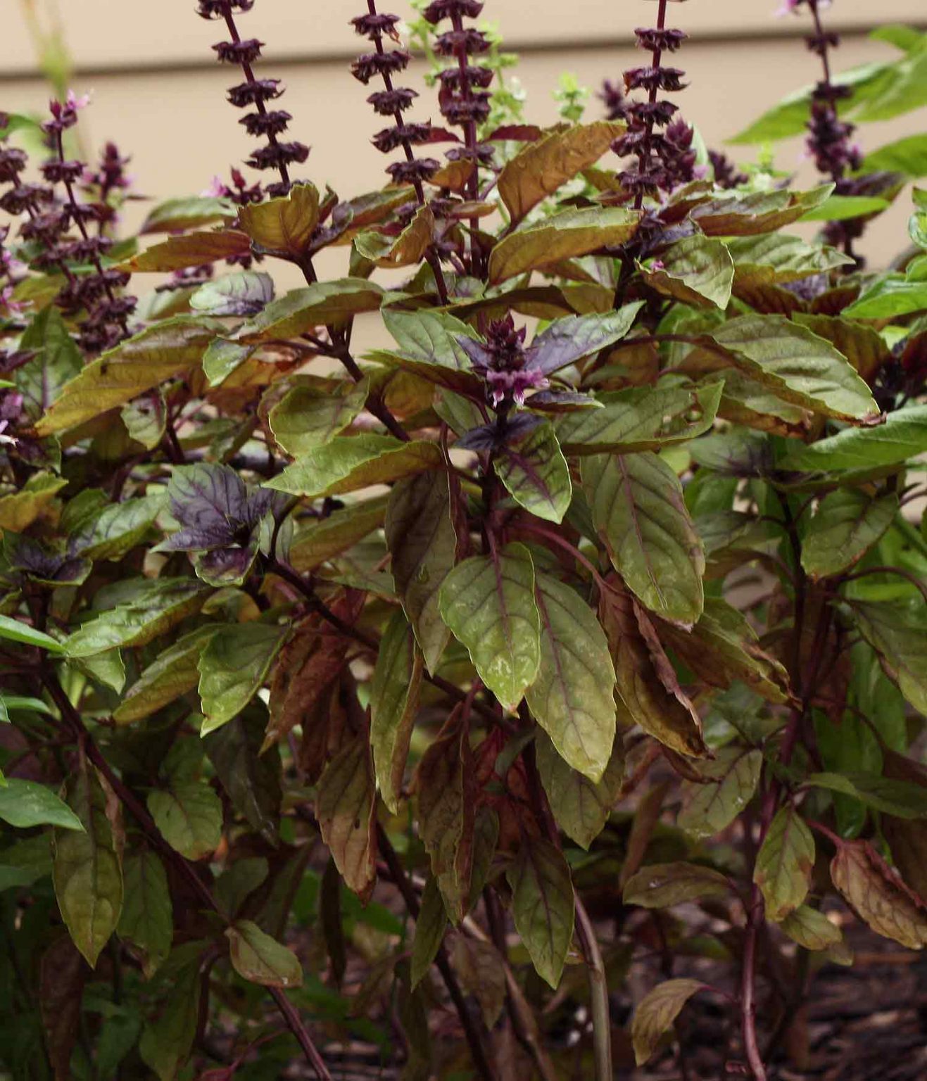 10 Varieties of Basil to Grow in Your Home Garden - SproutedGarden.com