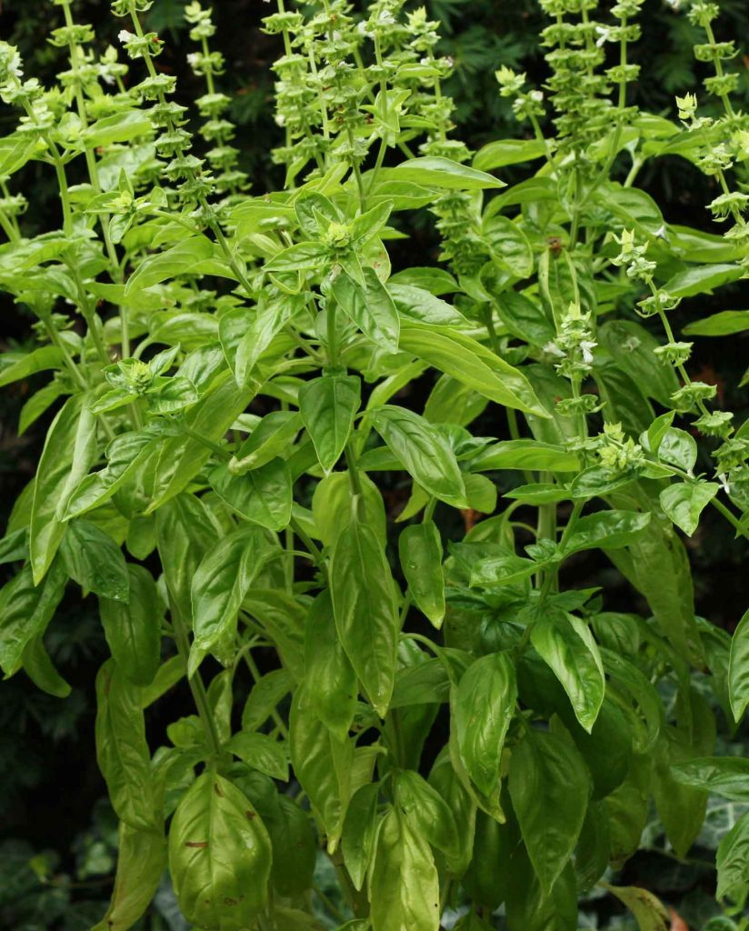 10 Varieties of Basil to Grow in Your Home Garden - SproutedGarden.com