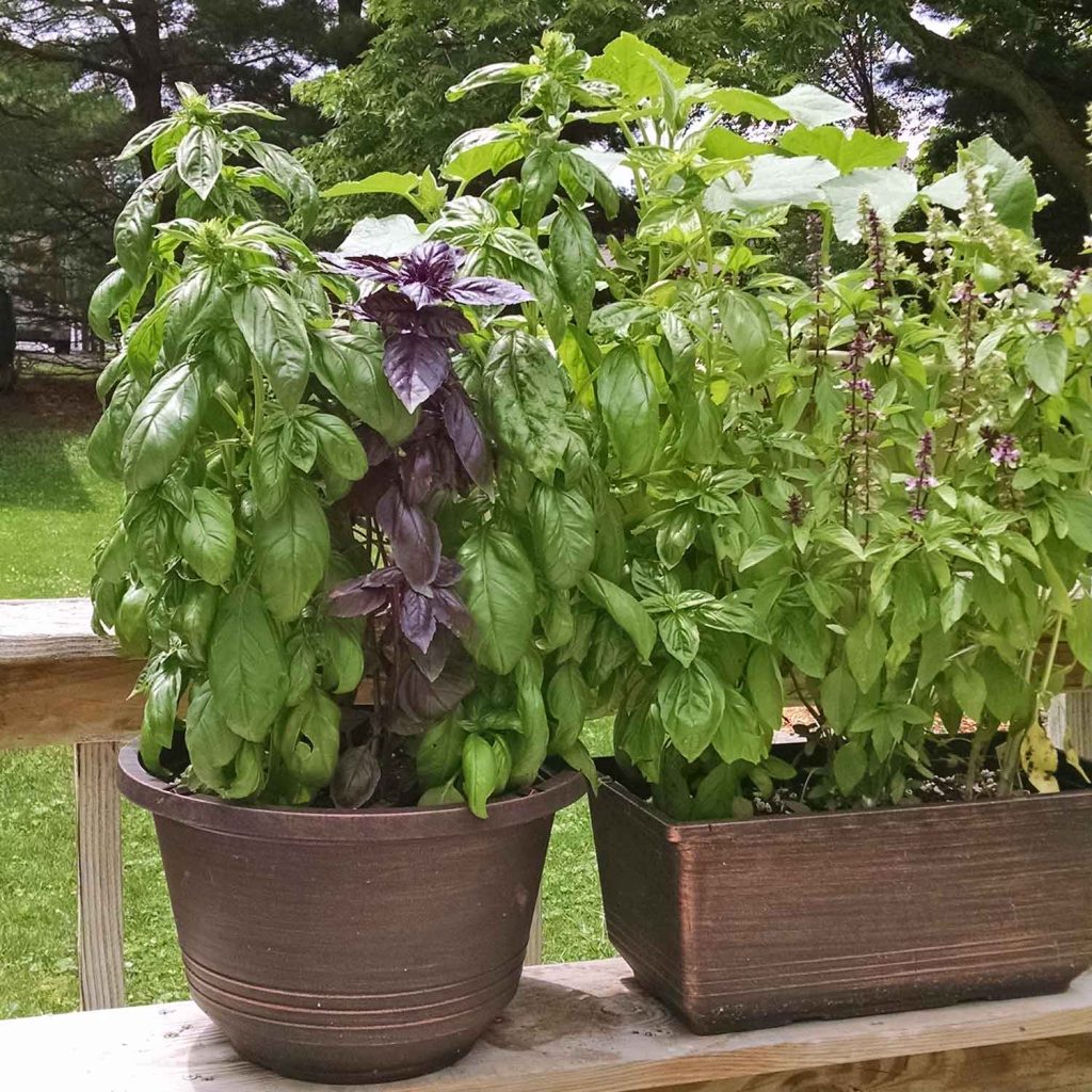 10 Varieties of Basil to Grow in Your Home Garden - SproutedGarden.com