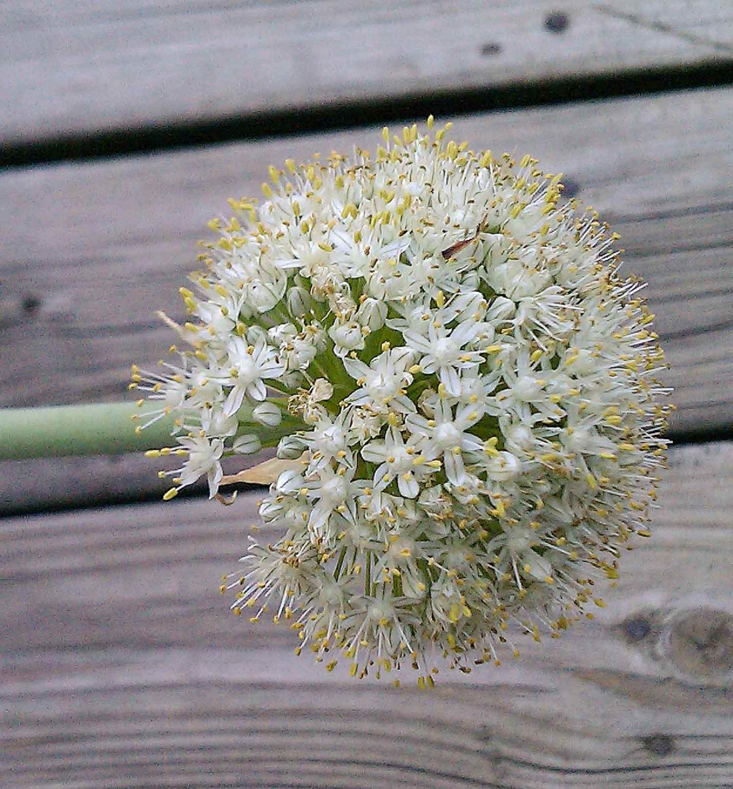 Garlic Scapes: How to Harvest and Use Them - SproutedGarden.com