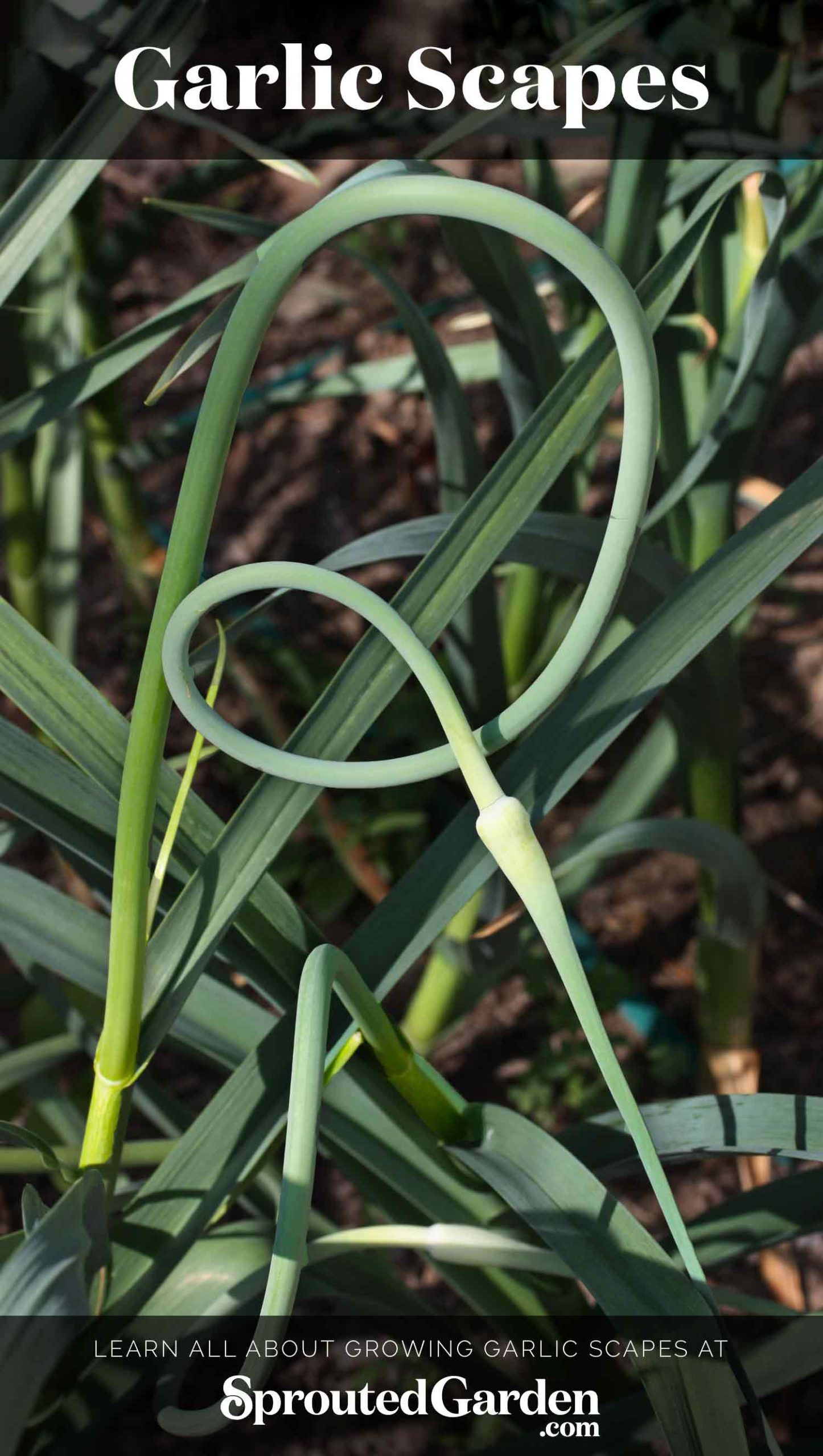 Garlic Scapes: How to Harvest and Use Them - SproutedGarden.com