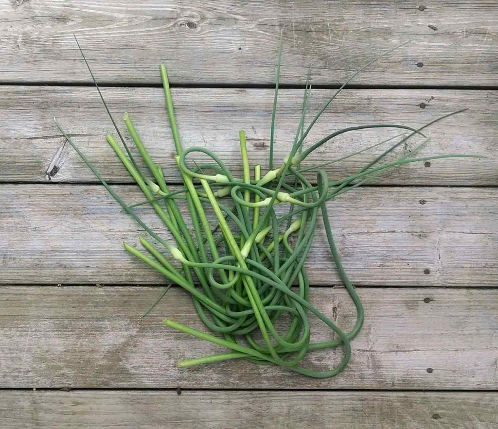 Garlic Scapes: How to Harvest and Use Them - SproutedGarden.com