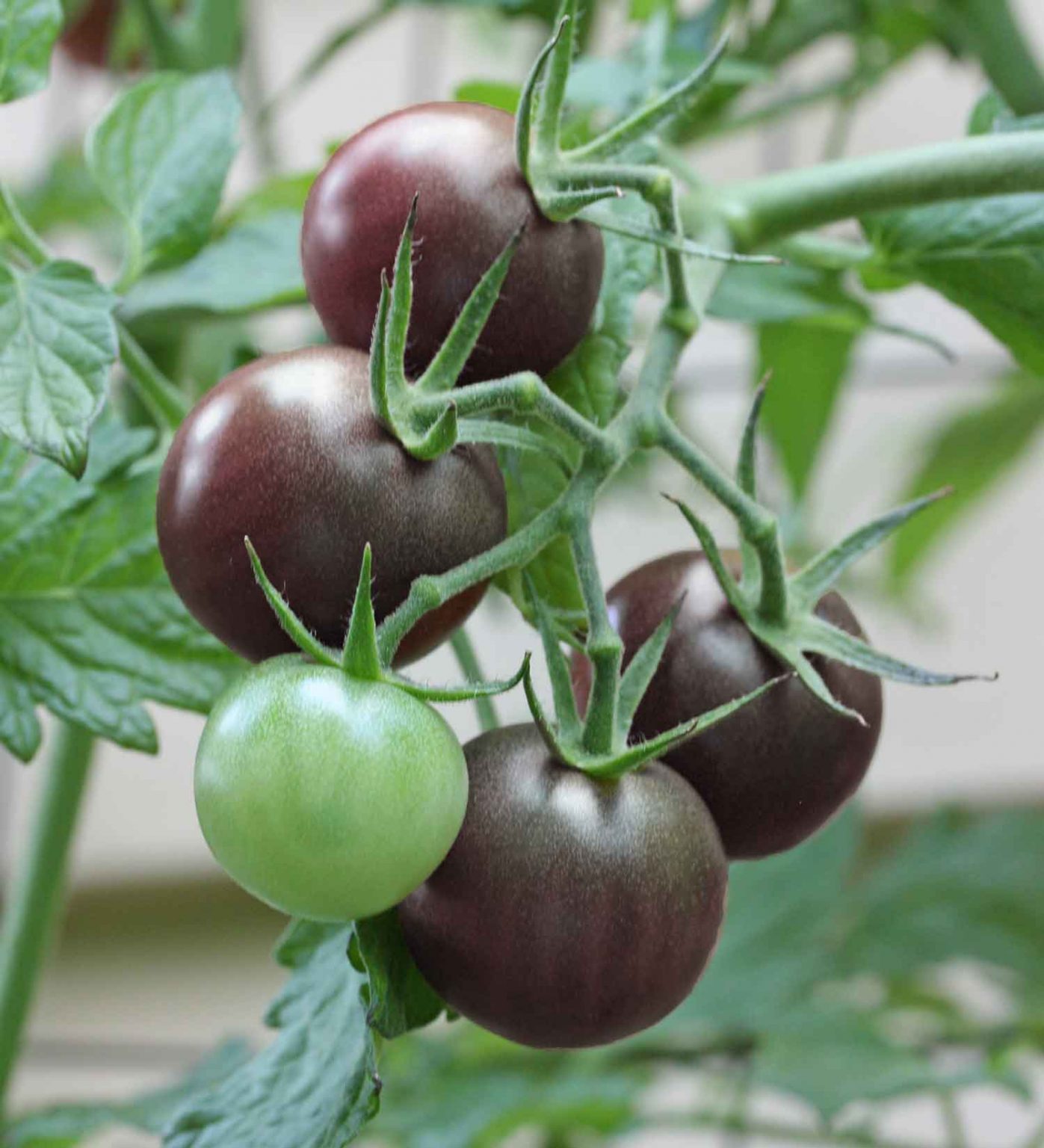 The Best-Tasting Cherry Tomatoes to Grow - SproutedGarden.com