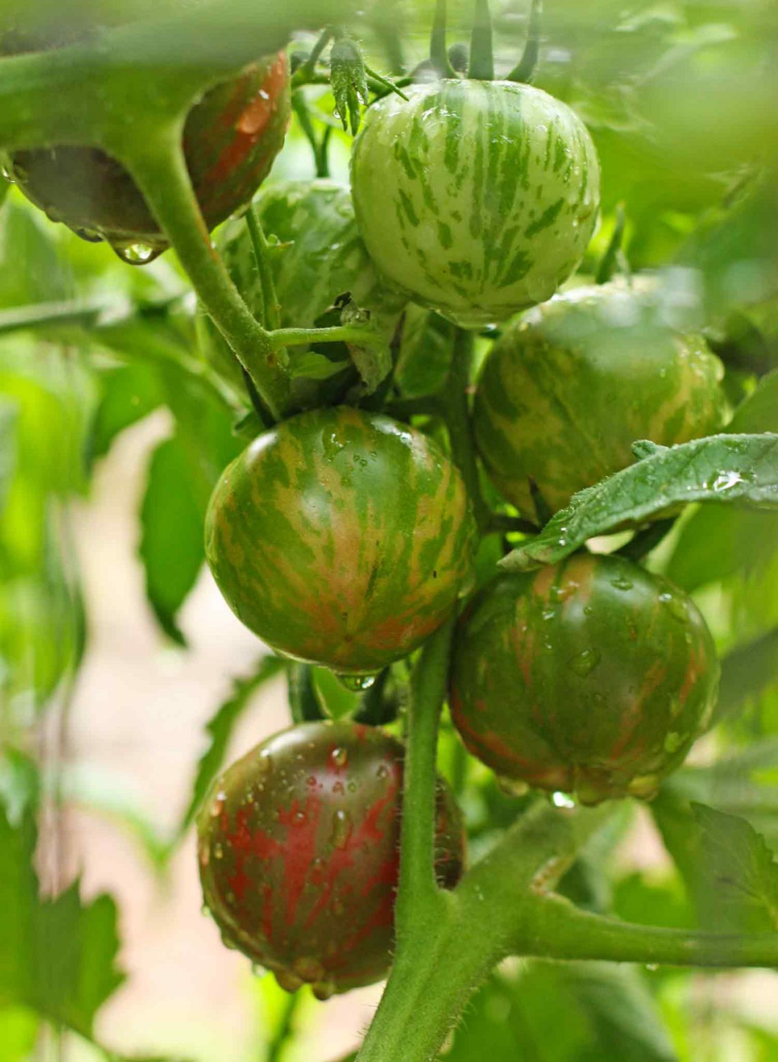 The Best-Tasting Cherry Tomatoes to Grow - SproutedGarden.com