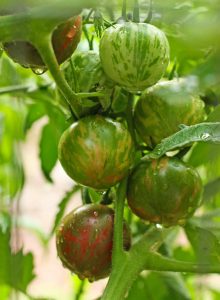 The Best-Tasting Cherry Tomatoes to Grow - SproutedGarden.com
