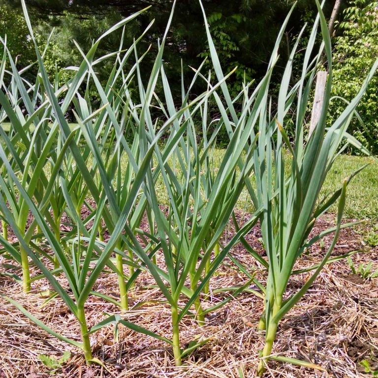 5 Tips for Growing Garlic - SproutedGarden.com