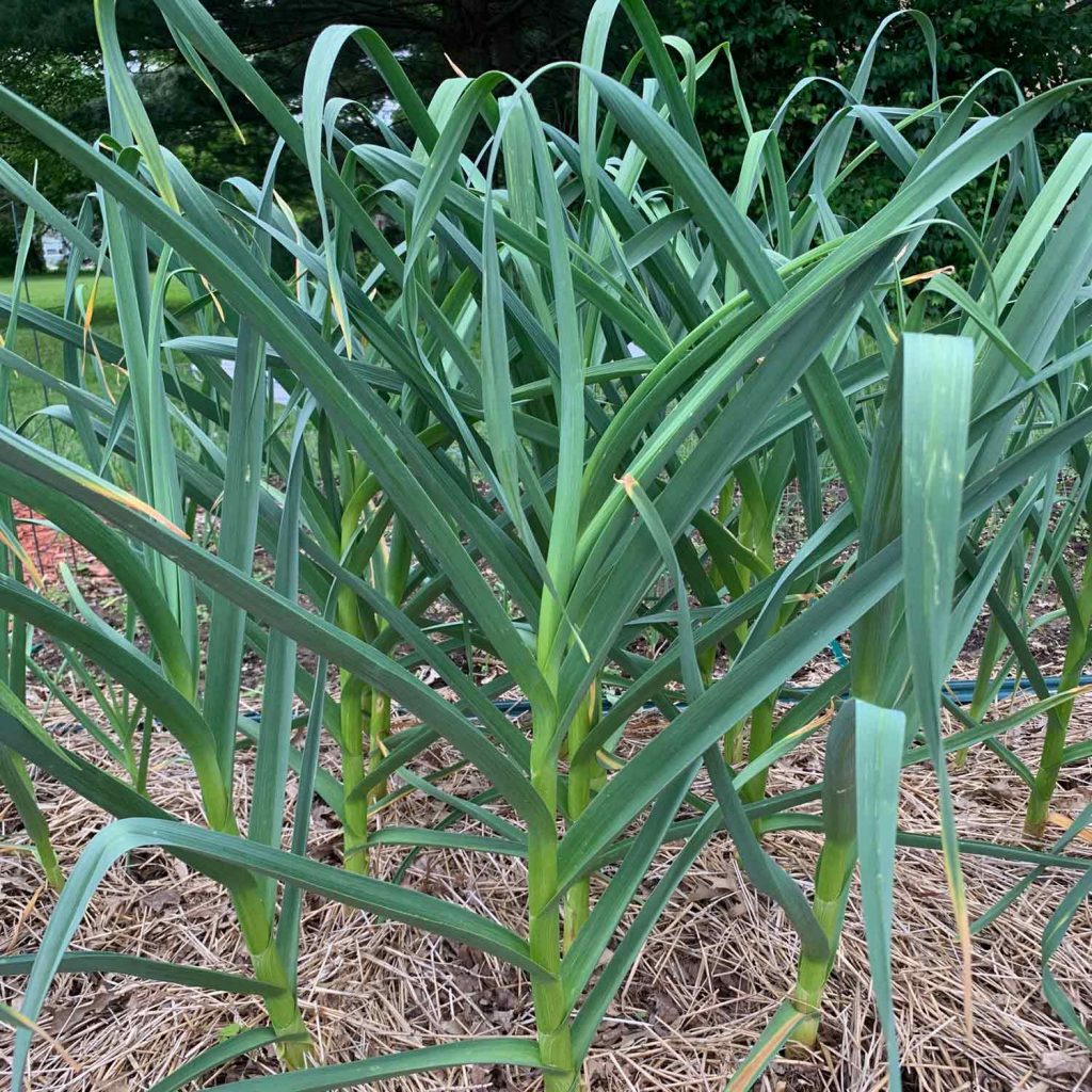 5 Tips for Growing Garlic - SproutedGarden.com