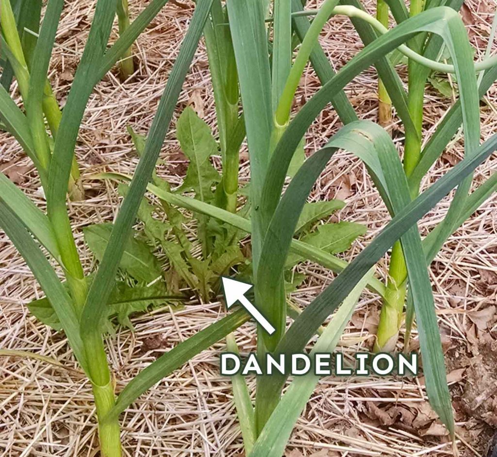 5 Tips for Growing Garlic - SproutedGarden.com