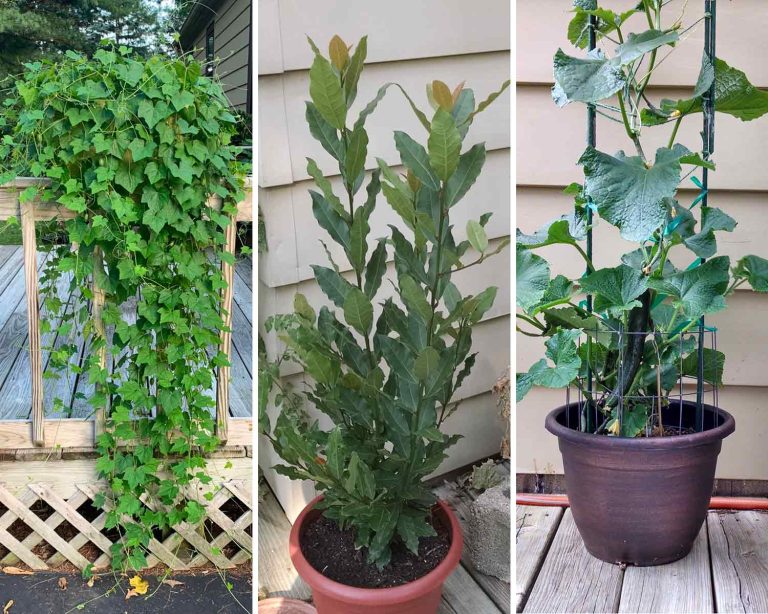 Vegetable Container Gardening - SproutedGarden.com