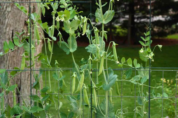 Sugar Snap Peas: How to Plant and Grow - SproutedGarden.com