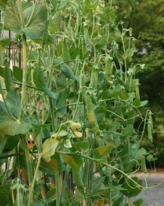 Sugar Snap Peas: How to Plant and Grow - SproutedGarden.com