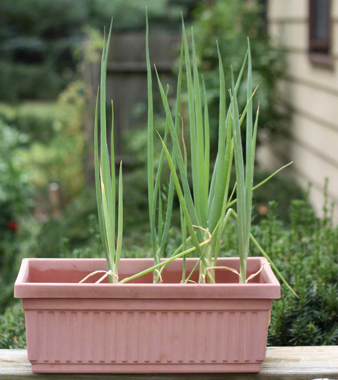 12 Easy to Grow Vegetables for Beginners - SproutedGarden.com