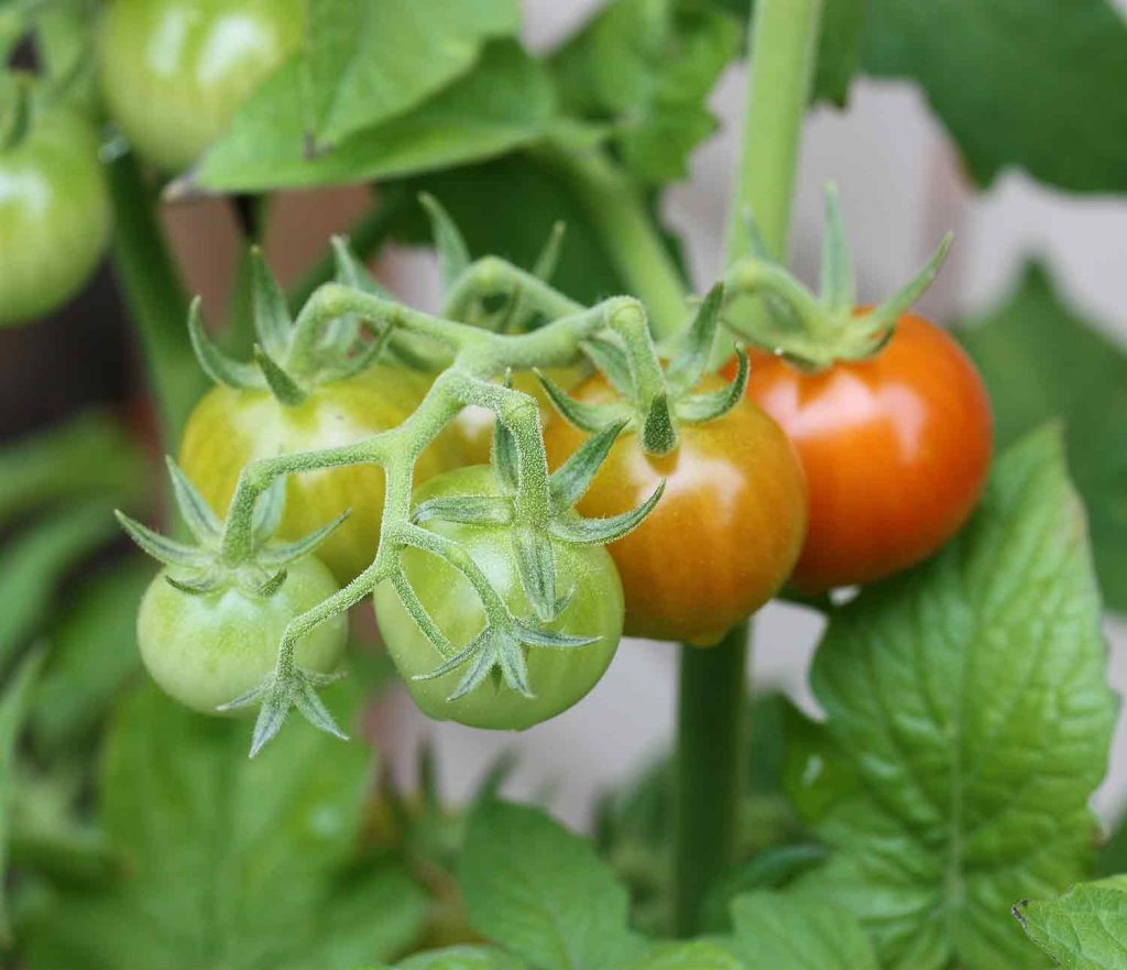 12 Easy to Grow Vegetables for Beginners - SproutedGarden.com