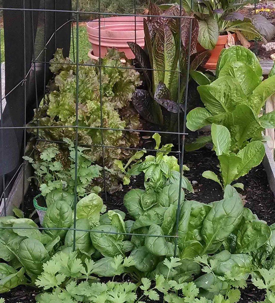 12 Easy to Grow Vegetables for Beginners - SproutedGarden.com