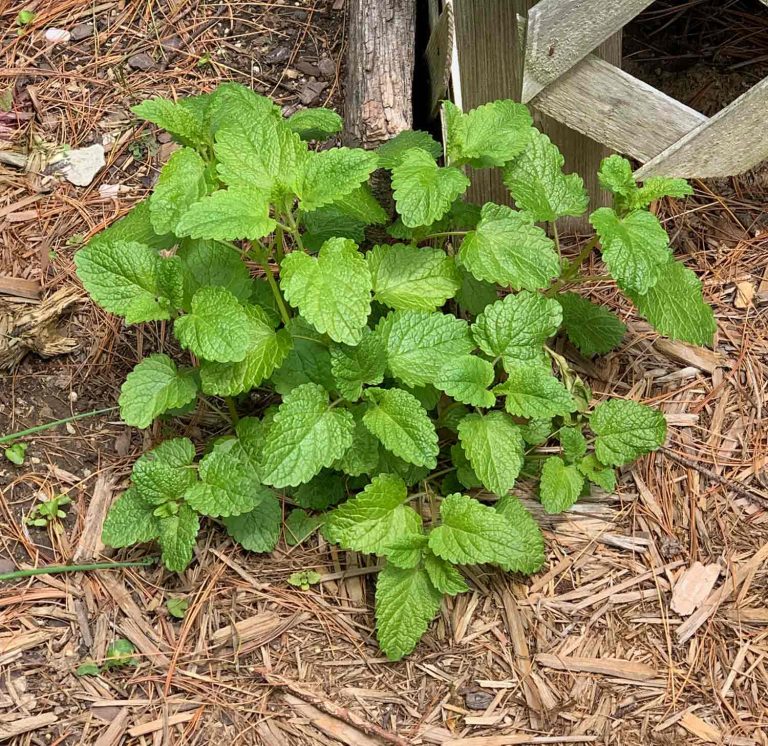 How to Grow and Care for Mint in the Home Garden