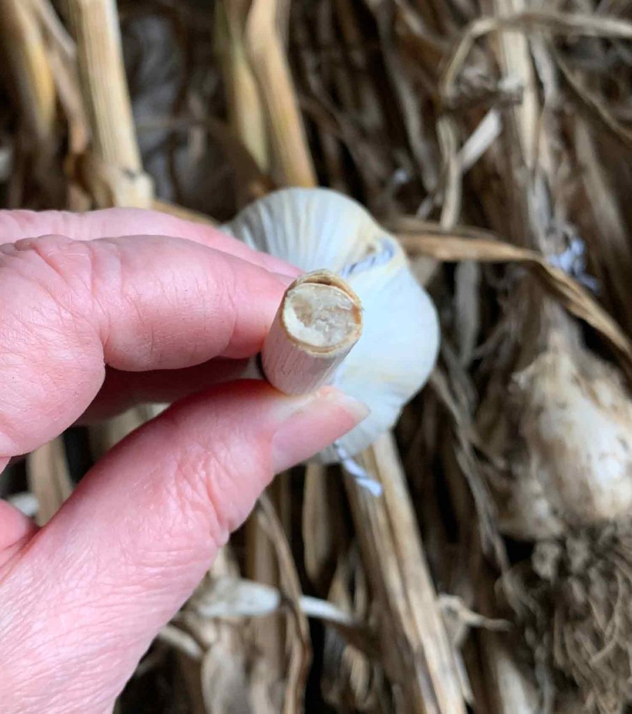 How to Harvest & Cure Garlic - SproutedGarden.com