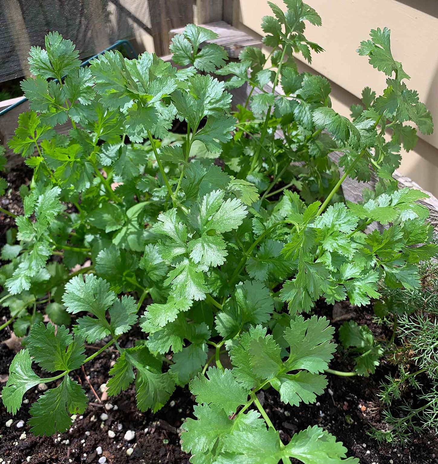 Grow a Salsa Garden - SproutedGarden.com