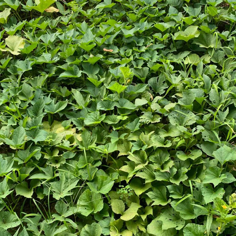 How to Harvest and Cure Sweet Potatoes - SproutedGarden.com