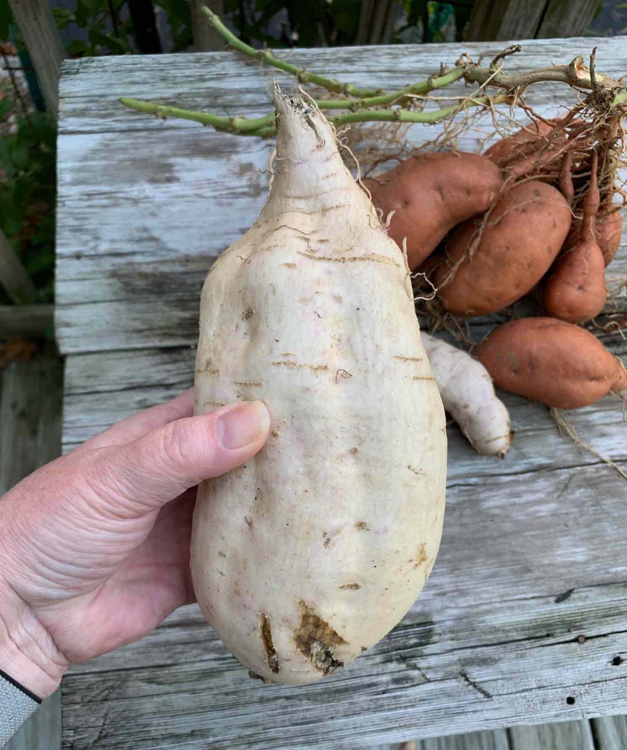 How to Harvest and Cure Sweet Potatoes - SproutedGarden.com