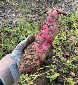 How to Harvest and Cure Sweet Potatoes - SproutedGarden.com