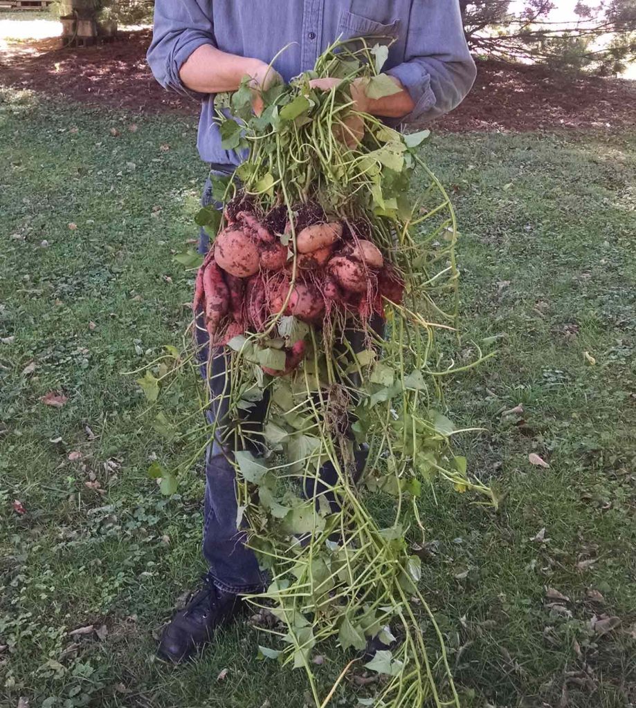 How to Harvest and Cure Sweet Potatoes - SproutedGarden.com