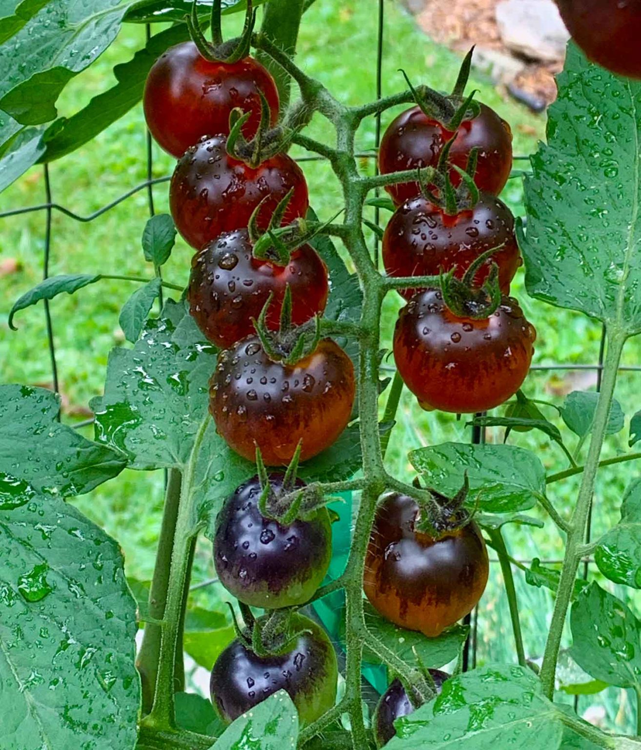 The Best-Tasting Cherry Tomatoes to Grow - SproutedGarden.com